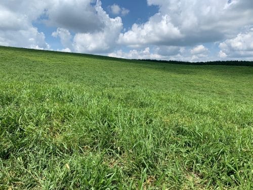 A trilogia do manejo do pasto - Parte 1 - você sabe como os pastos ...