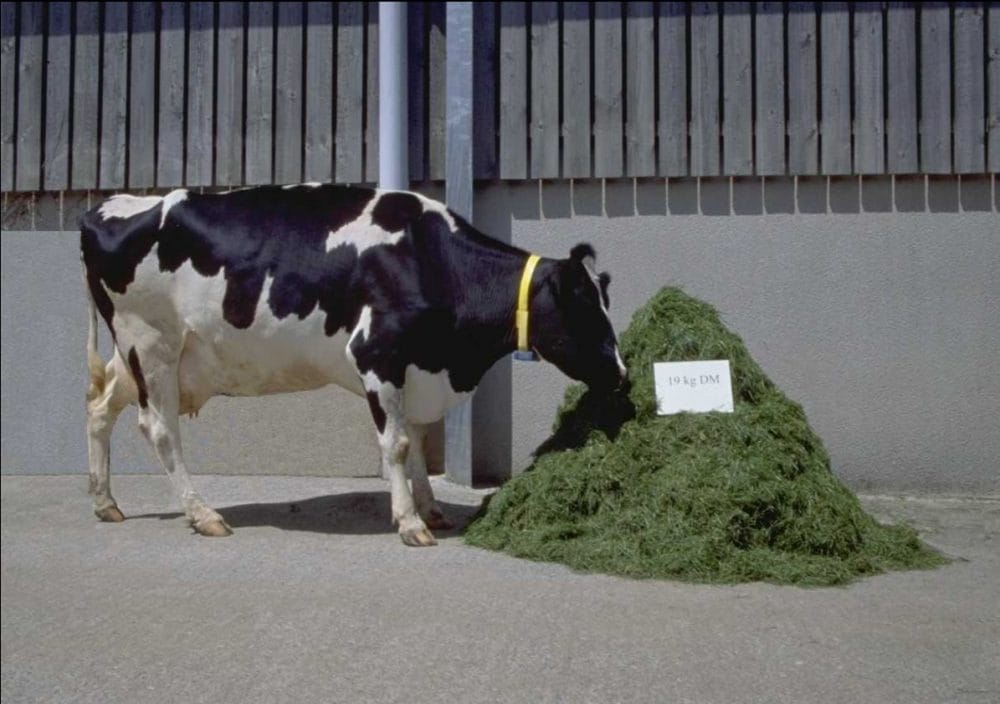Seja um bom coach para as suas vacas leiteiras!! - SIA Brasil